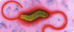 Campylobacter Food Borne Illness | Merman Law Firm